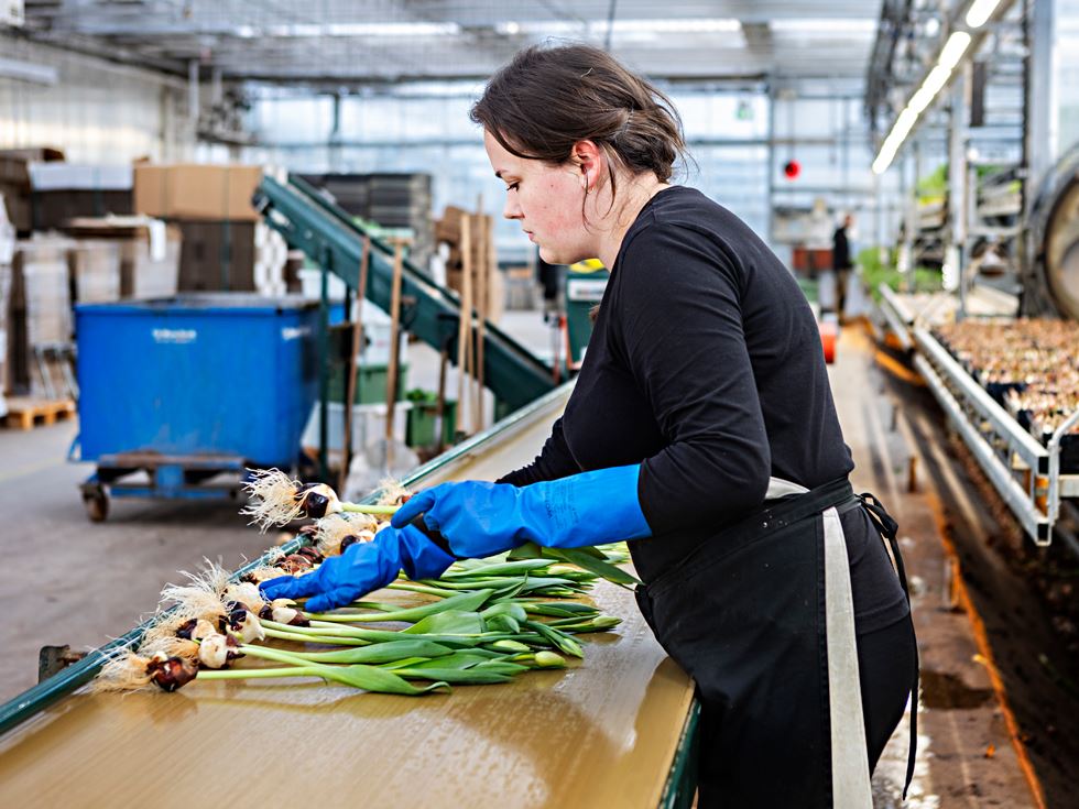 Hit kommer våren tidigt - Arbetsliv